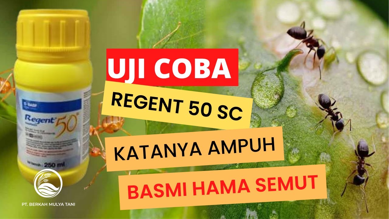 Insektisida Sistemik Regent 50 SC Pembasmi Hama Semut Kutu Kebul Untuk ...