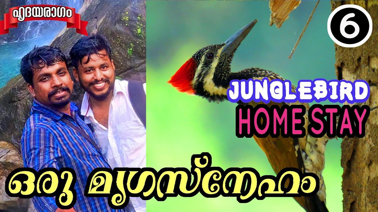Jungle Bird Home Stay And Thattekkad Mini Zoo🐒 Travel Vlog By Sanchari ...