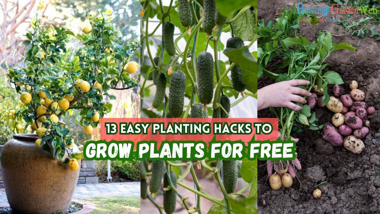 13 Easy Planting Hacks to Grow plants for Free - YouTube