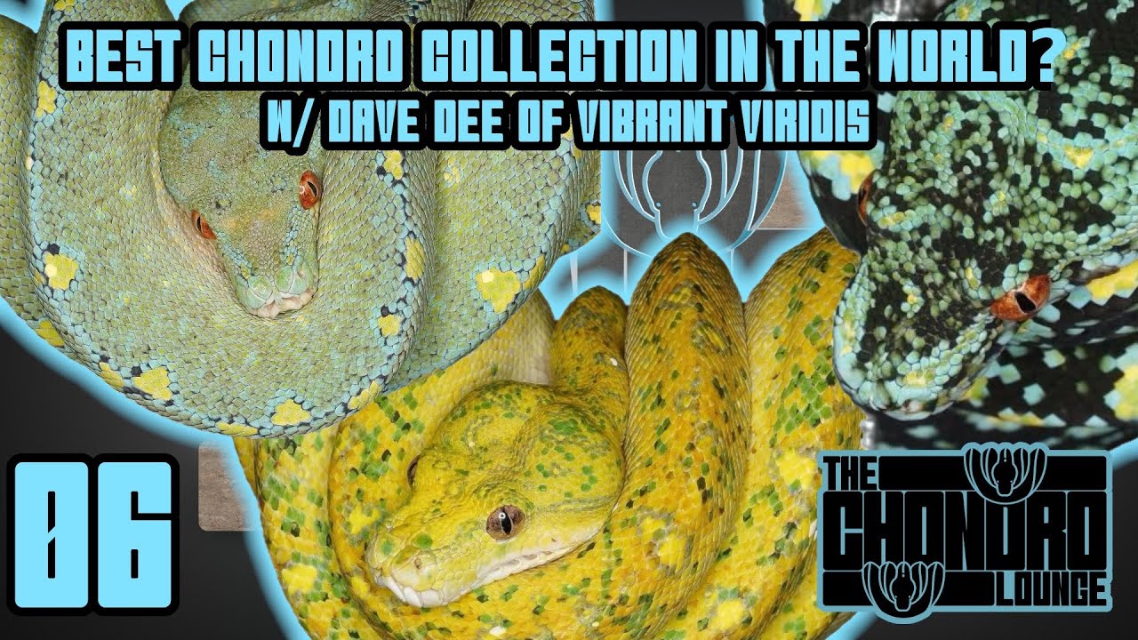 BEST CHONDRO COLLECTION IN THE WORLD | w/ Dave Dee of Vibrant Viridis ...