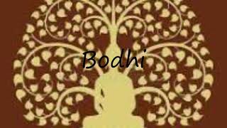 Bodhi Pronunciation: How to Say Bodhi in 25 Languages