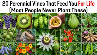 20 Perennial Vines That Feed You for LIFE (Most People Never Plant These)
