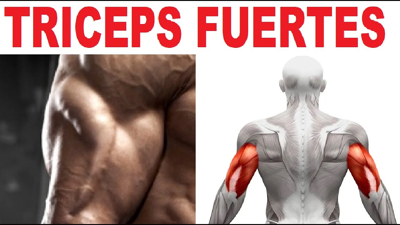 strong and well formed triceps if you do these exercises - YouTube