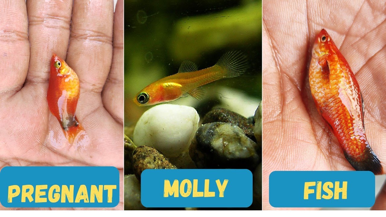 Molly fish#GIVING BIRTH#😍🥰 breeding box setup and babies - YouTube