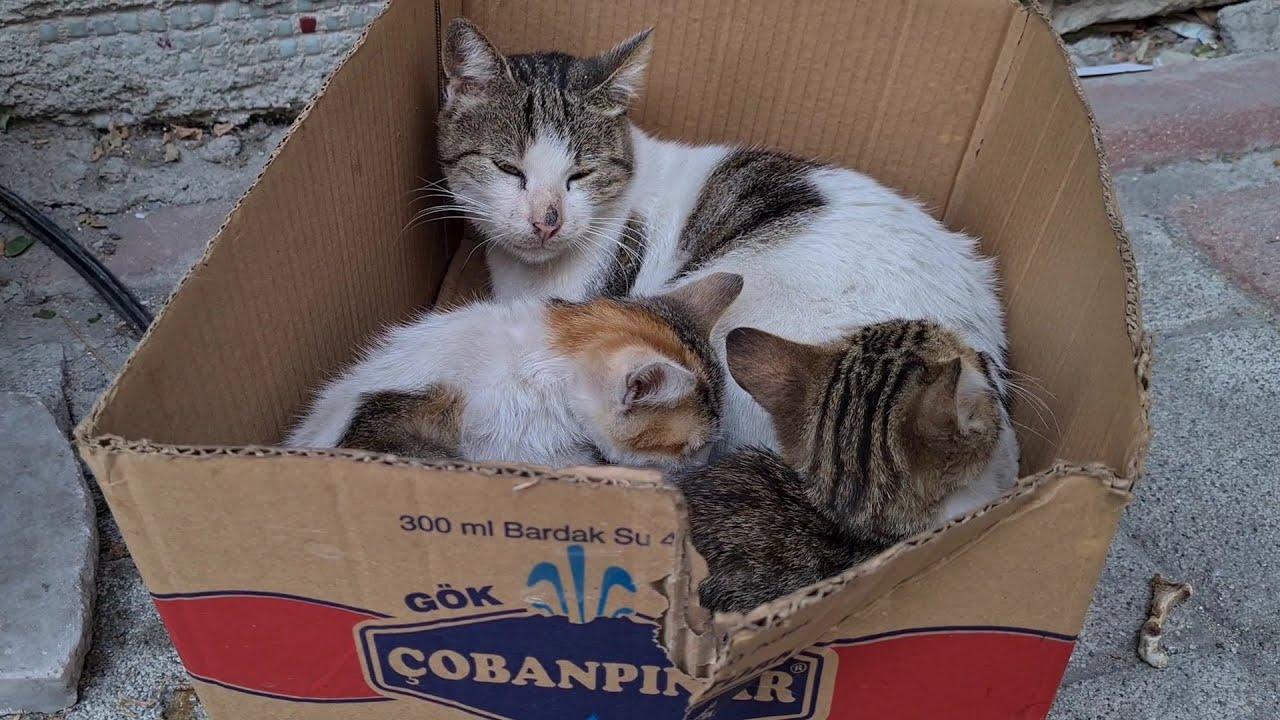 Homeless mother cat and her Kittens hiding in a cardboard Box. - YouTube