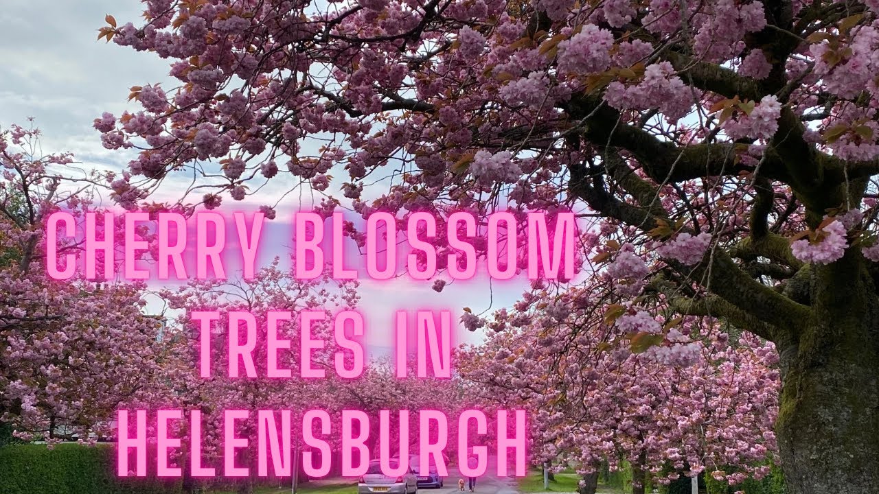 Cherry Blossom Trees in Helensburgh | Scotland - YouTube