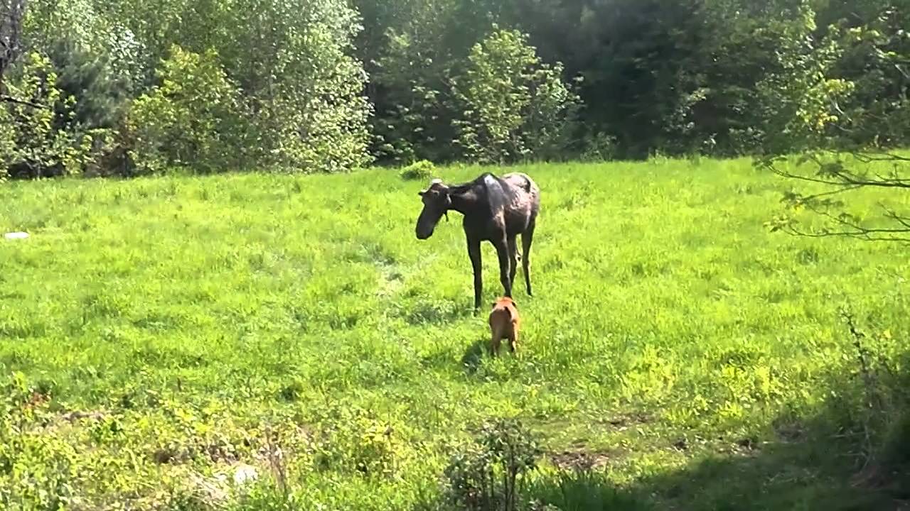 Dog and Moose playtime - YouTube