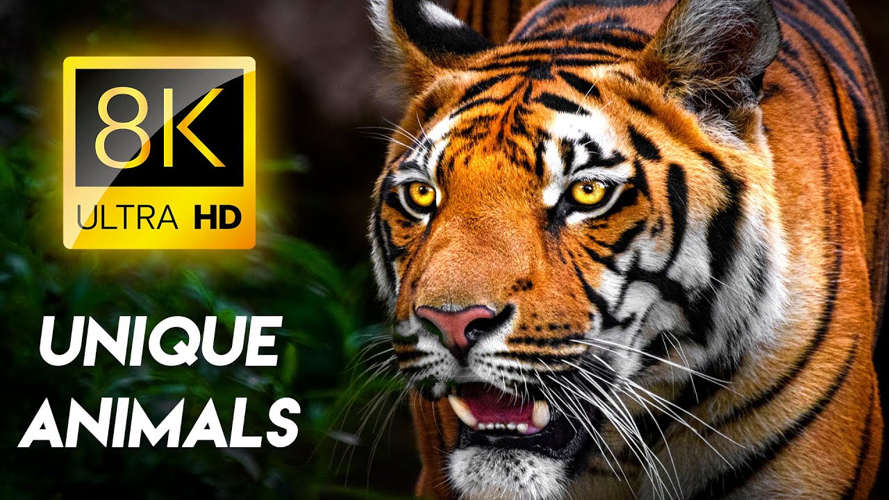 8K ANIMAL MARVELS: Earth's Hidden Creatures 8K VIDEO ULTRA HD #8K # ...