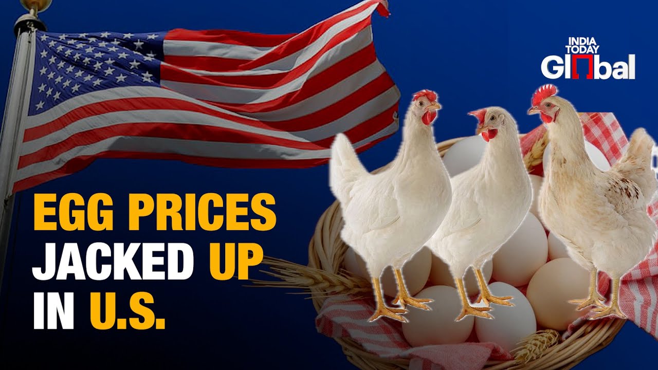 New Trend of Chicken Rentals Emerge in the US Amidst High Inflation in ...