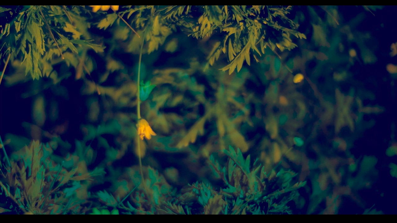 The Enchanted Garden of Kastchei - YouTube