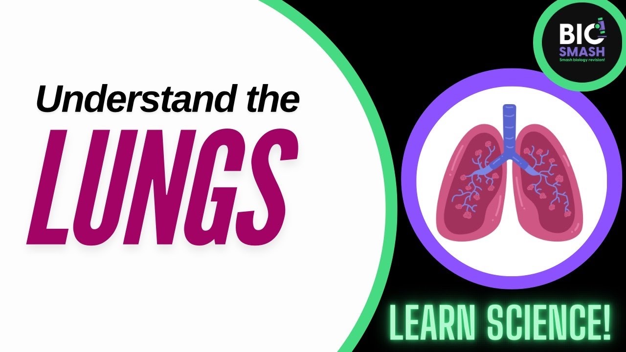How do the lungs work? I GCSE Biology: Breathing, Gas Exchange and ...