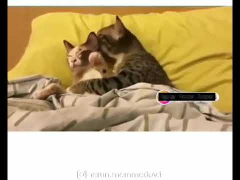 Pisiklər prikol