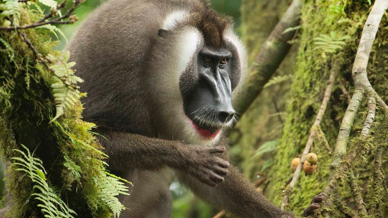 10 Wild Animals in Cameroon - YouTube