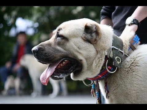 Kangal Hakkında Bilgiler
