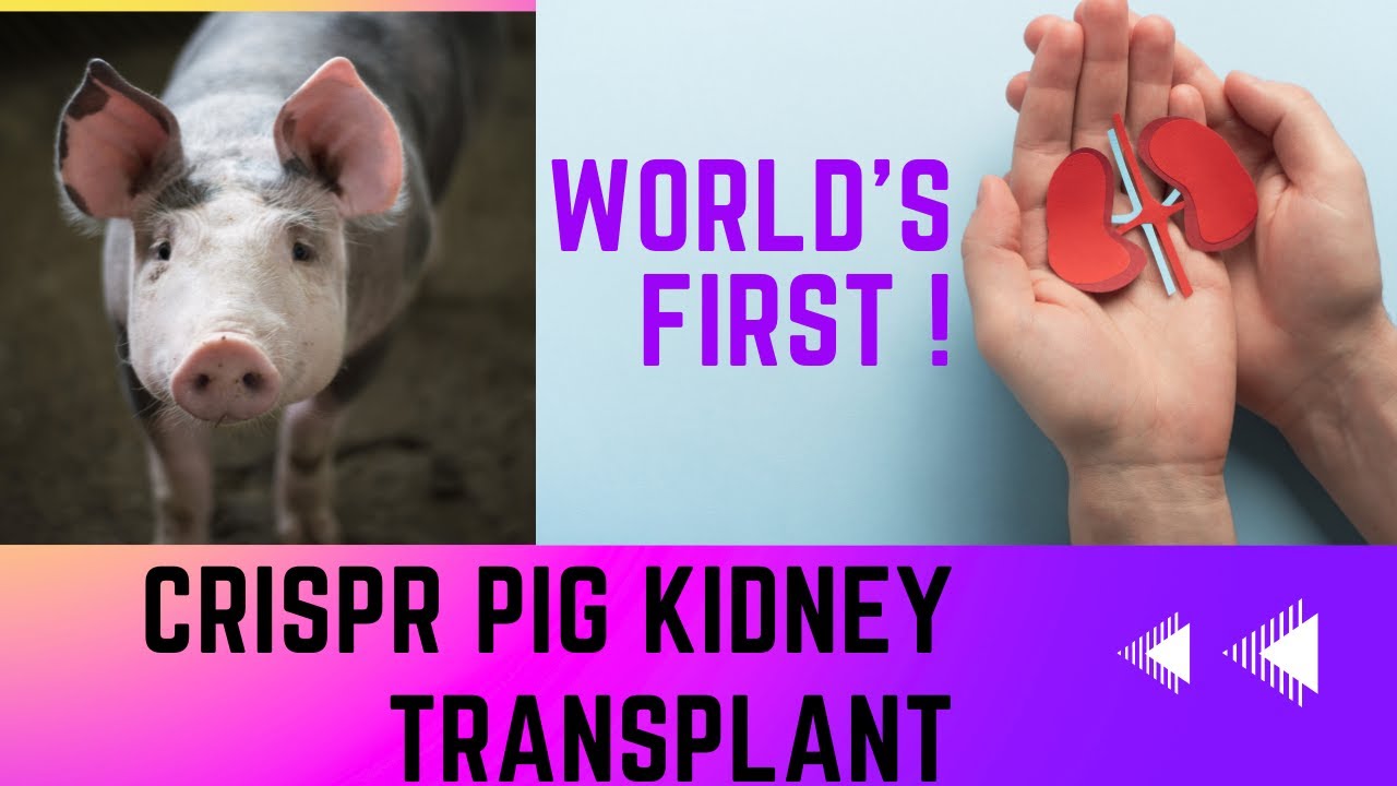 World's First CRISPR Pig Kidney Transplant! - YouTube