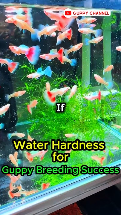 Guppy Fish Care - Water Hardness for Guppy Breeding Success #aquarium #fishtank #guppyfishtank ...