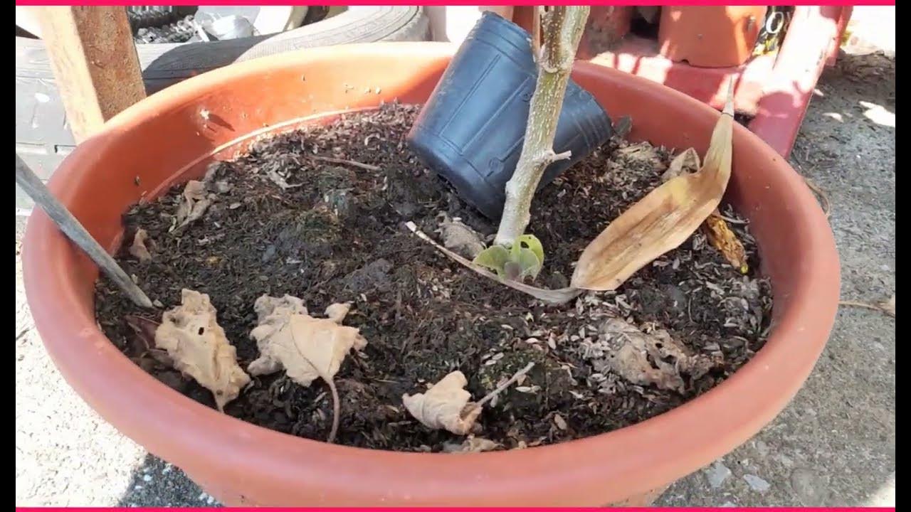 MAGTANIM NG GULAY SA PASO - YouTube