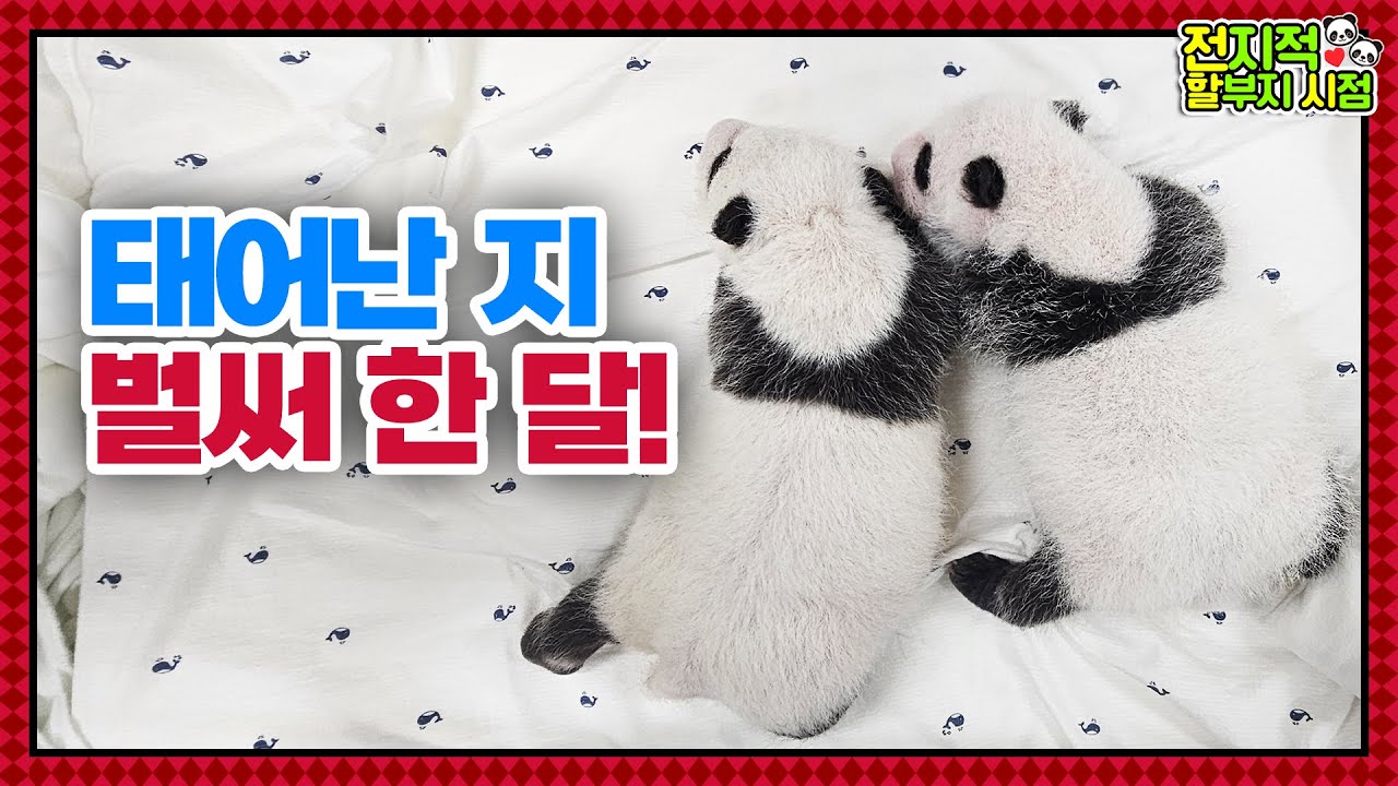 Sub 전지적 할부지 시점 Ep130 “뚠뚠한 흑임자 떡 두 개” 태어난 지 한 달 된 쌍둥이 판다와 식욕을 되찾은 아이바오🐼│panda World Youtube