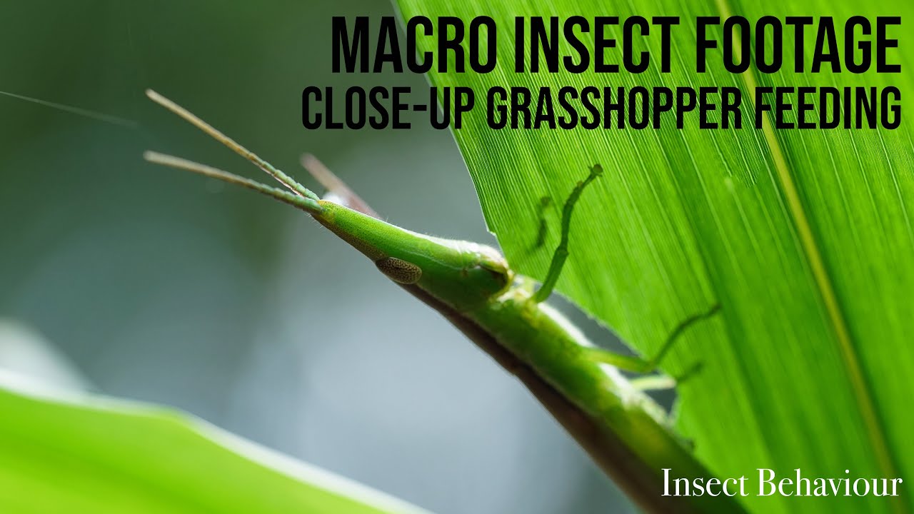 Macro footage of a grasshopper feeding on a leaf | Insect Behaviour ...