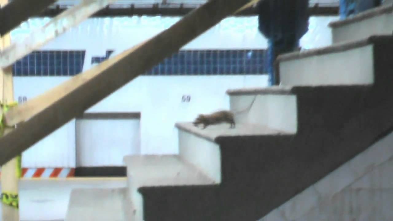 The Bionic Subway Rat -- Live from the New York City Subway system ...