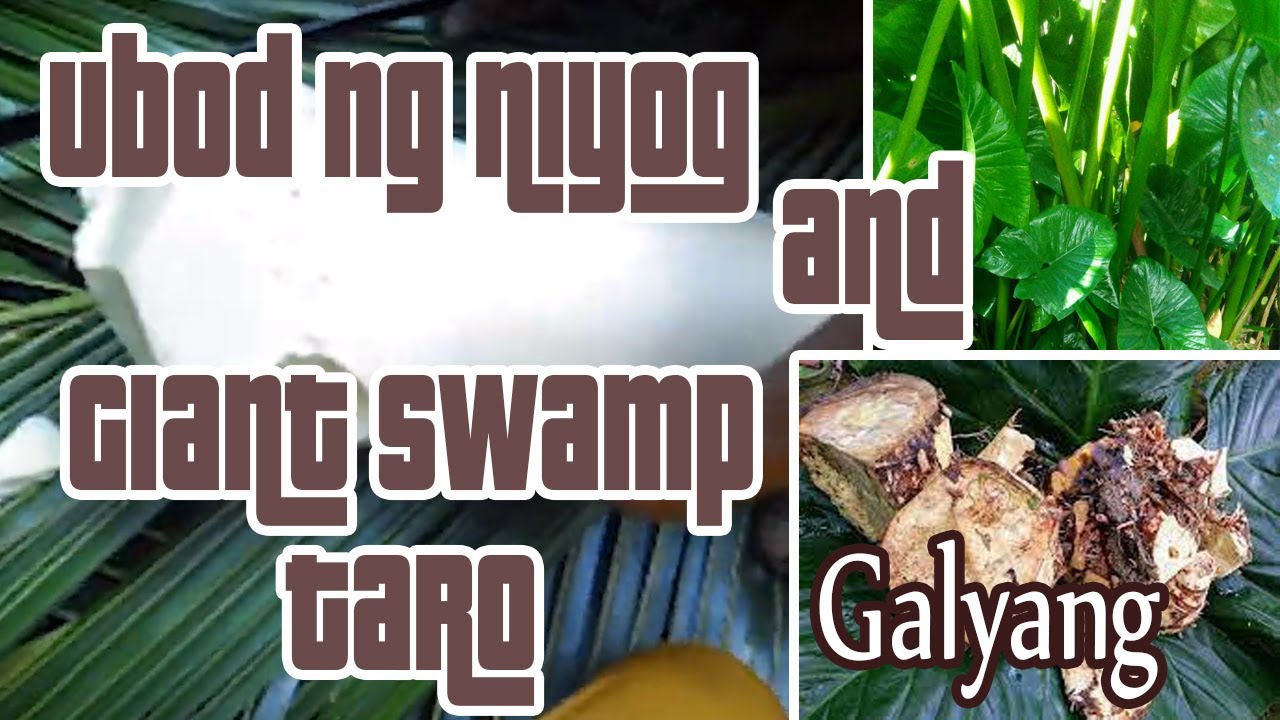 Embracing the Power of the Swamp Taro | Giant Swamp Taro & Coconut Palm ...