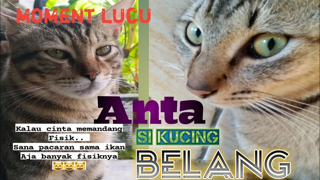 MOMENT LUCU ANTA SI KUCING BELANG @Galang_ - YouTube