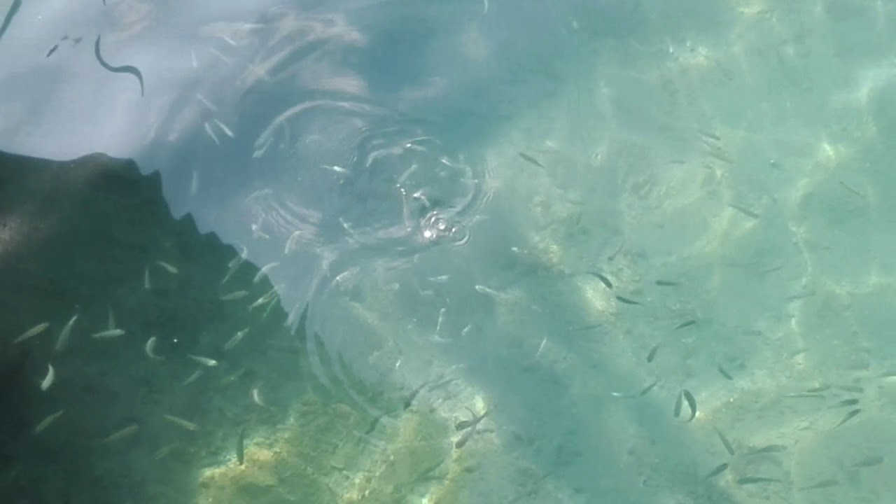 Malita Dives, Tubalan Cove, Malita, Dvo. Occidental - YouTube