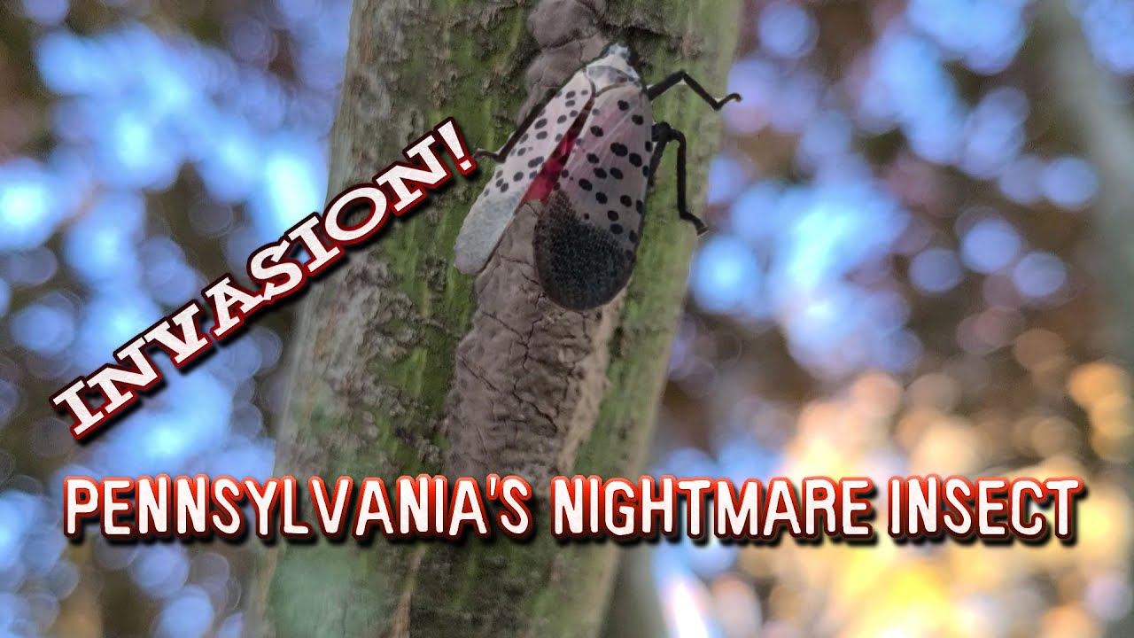 Pennsylvania's WORST NIGHTMARE INVASIVE Insect - The Spotted Lanternfly ...