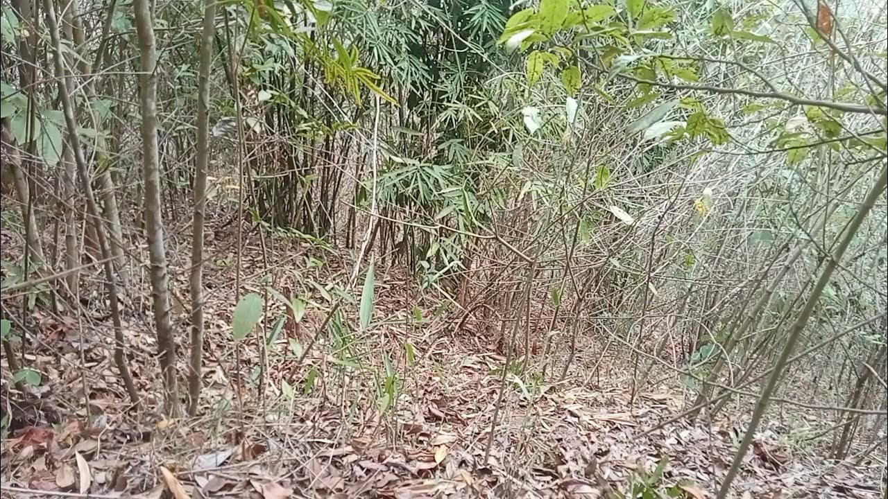 Cuab poj qaib qus coj me nyuam... - YouTube