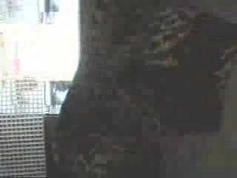 conscious pee cee cowbOY