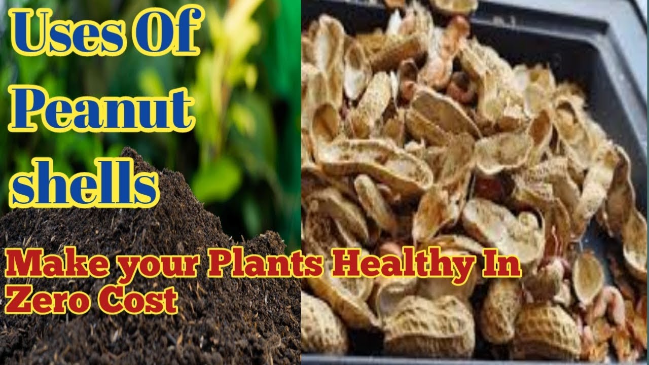 Composting Peanut Shells|Amazing Method Of Peanut shells#Peanut - YouTube