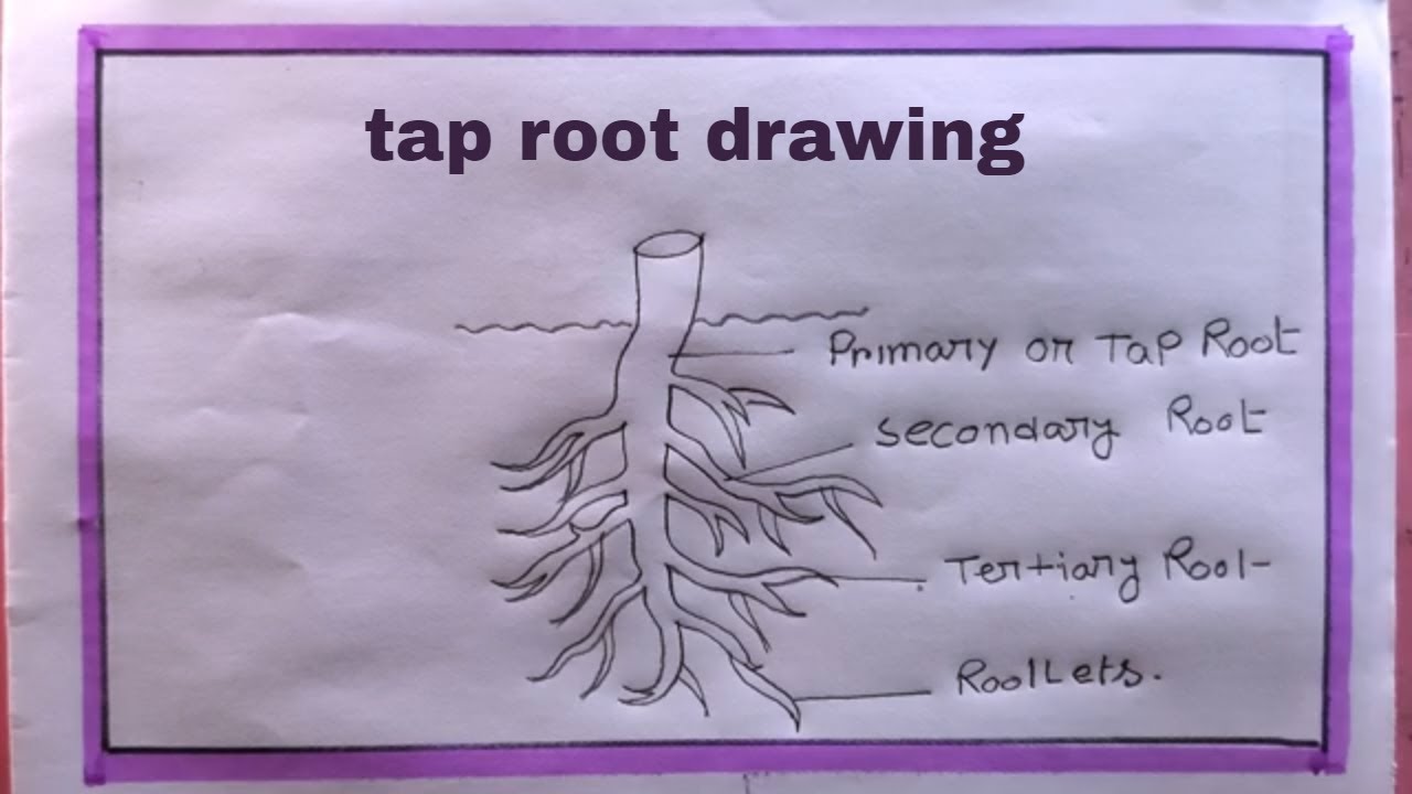 how to draw tap root/tap root drawing - YouTube
