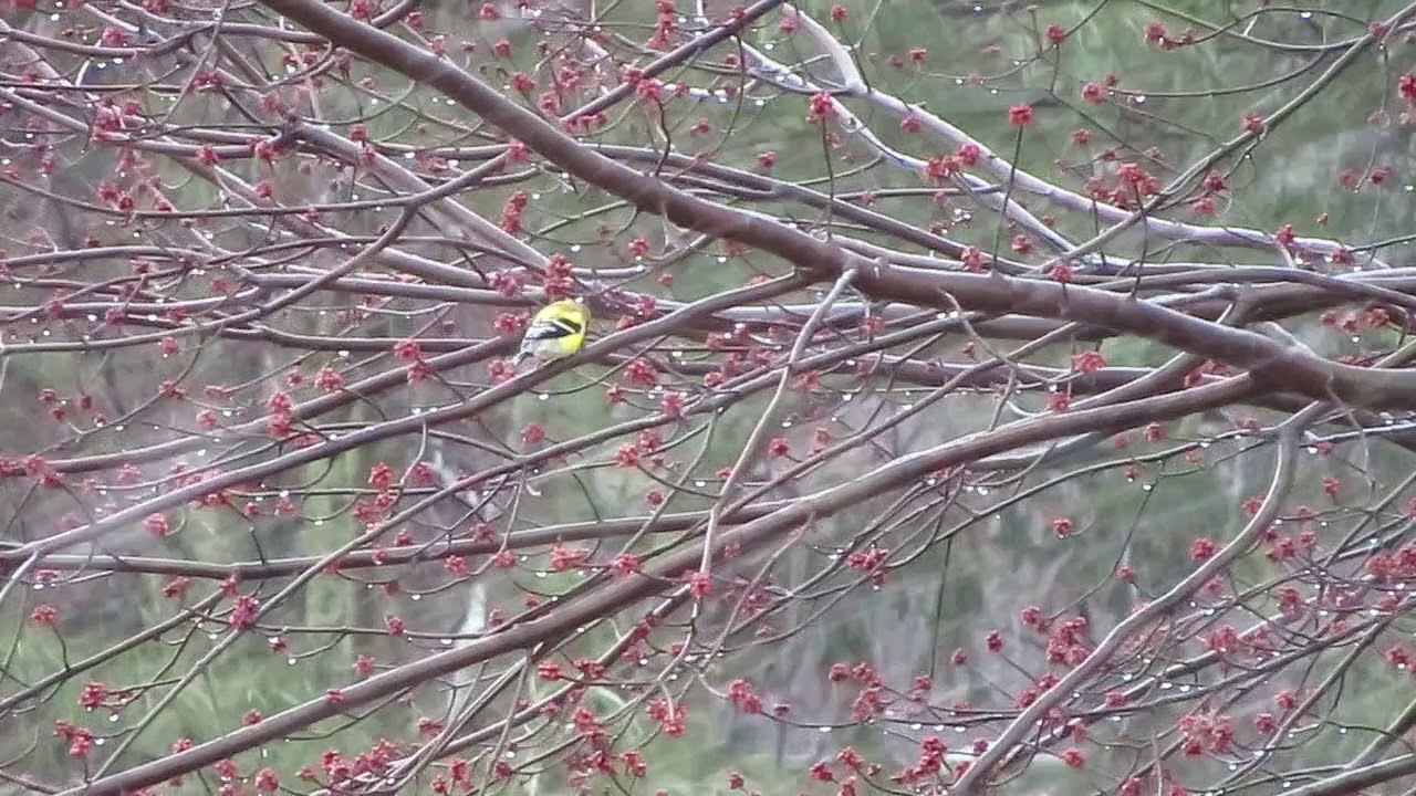Goldfinch in the April Snow - YouTube