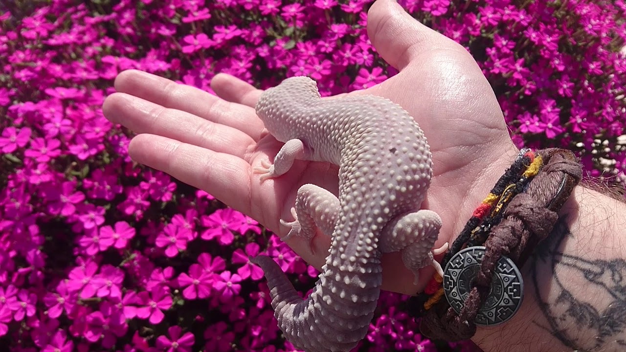 Zero (Mack Snow Blizzard leopard gecko) - YouTube