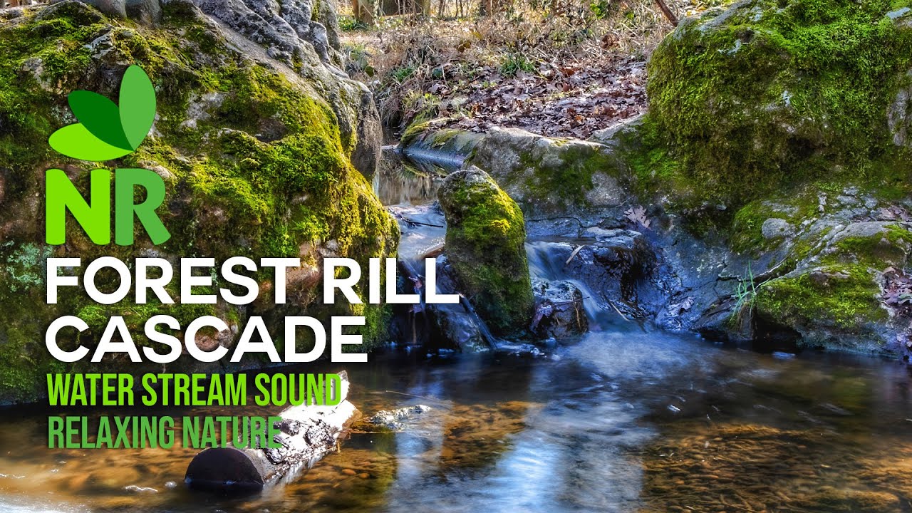 Forest Rill Cascade Nature Water Streaming Sound Relax Nature ...