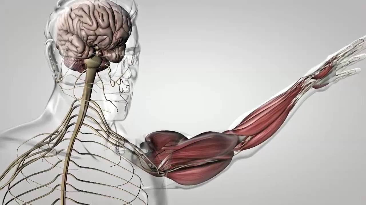 La commande du mouvement - YouTube