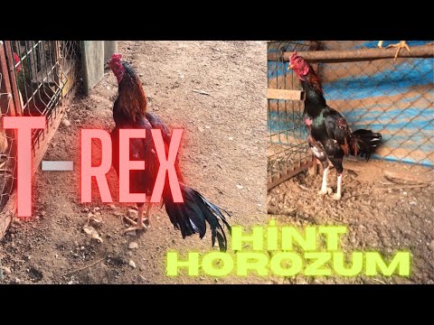 Hint Horozum T-Rex 🦖 2020