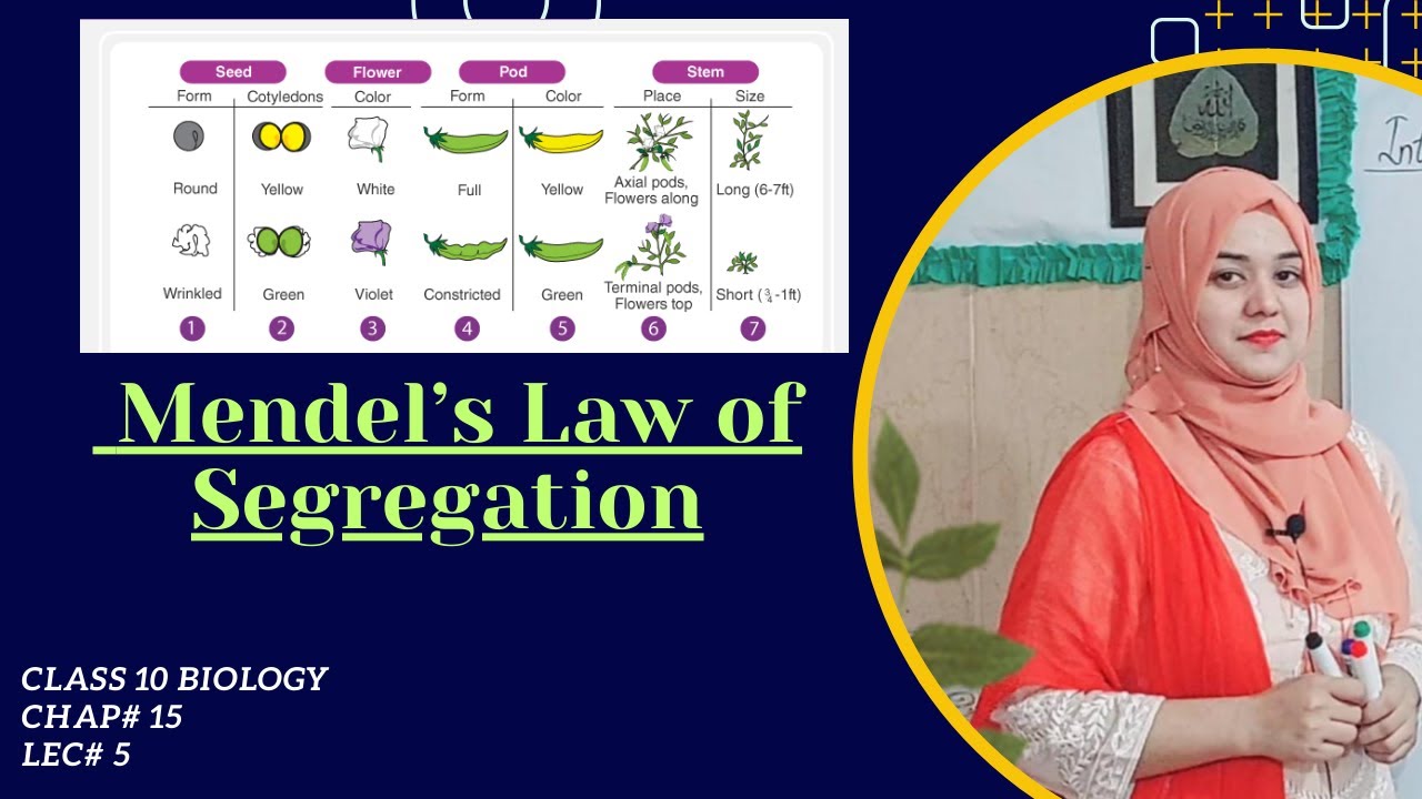 Medel's Law of Segregation - YouTube