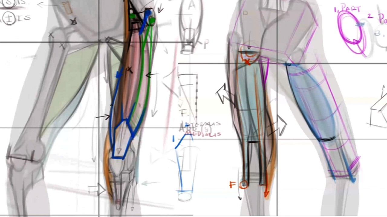 Everything you Need to Know about Leg Anatomy - YouTube