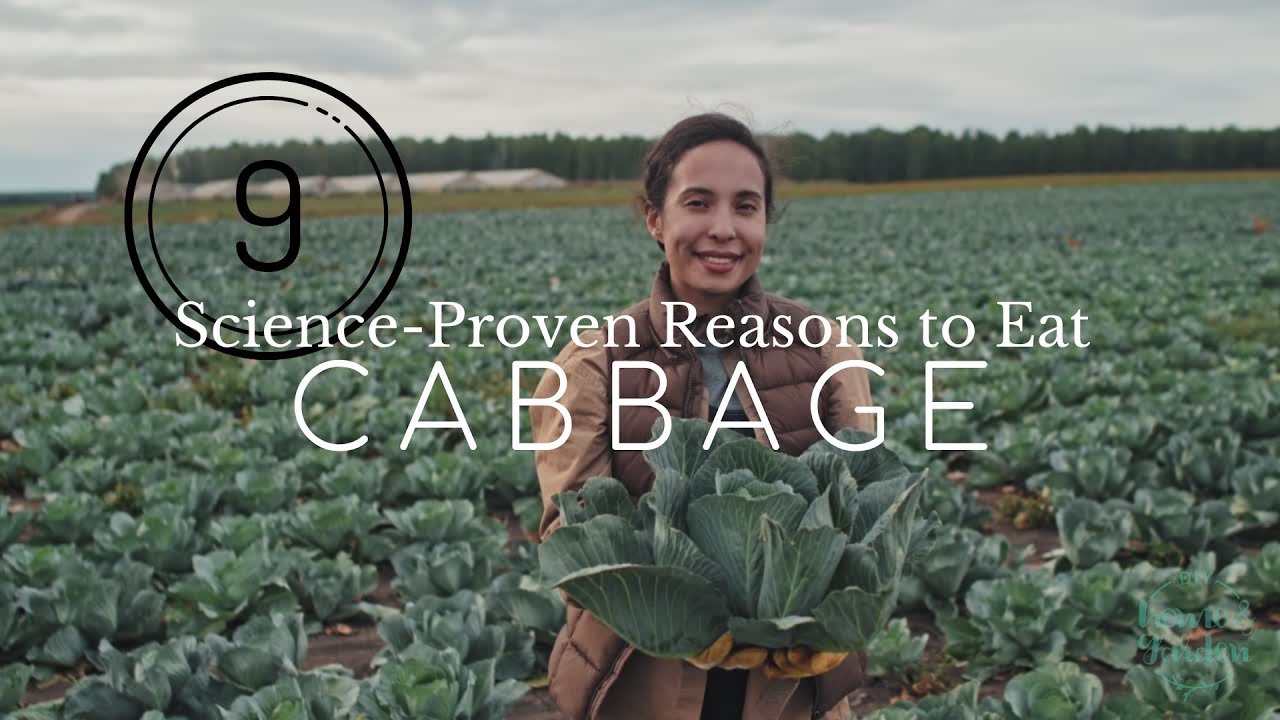 9 Science-Proven Reasons to Eat Cabbage (Make Room in Your Garden ...