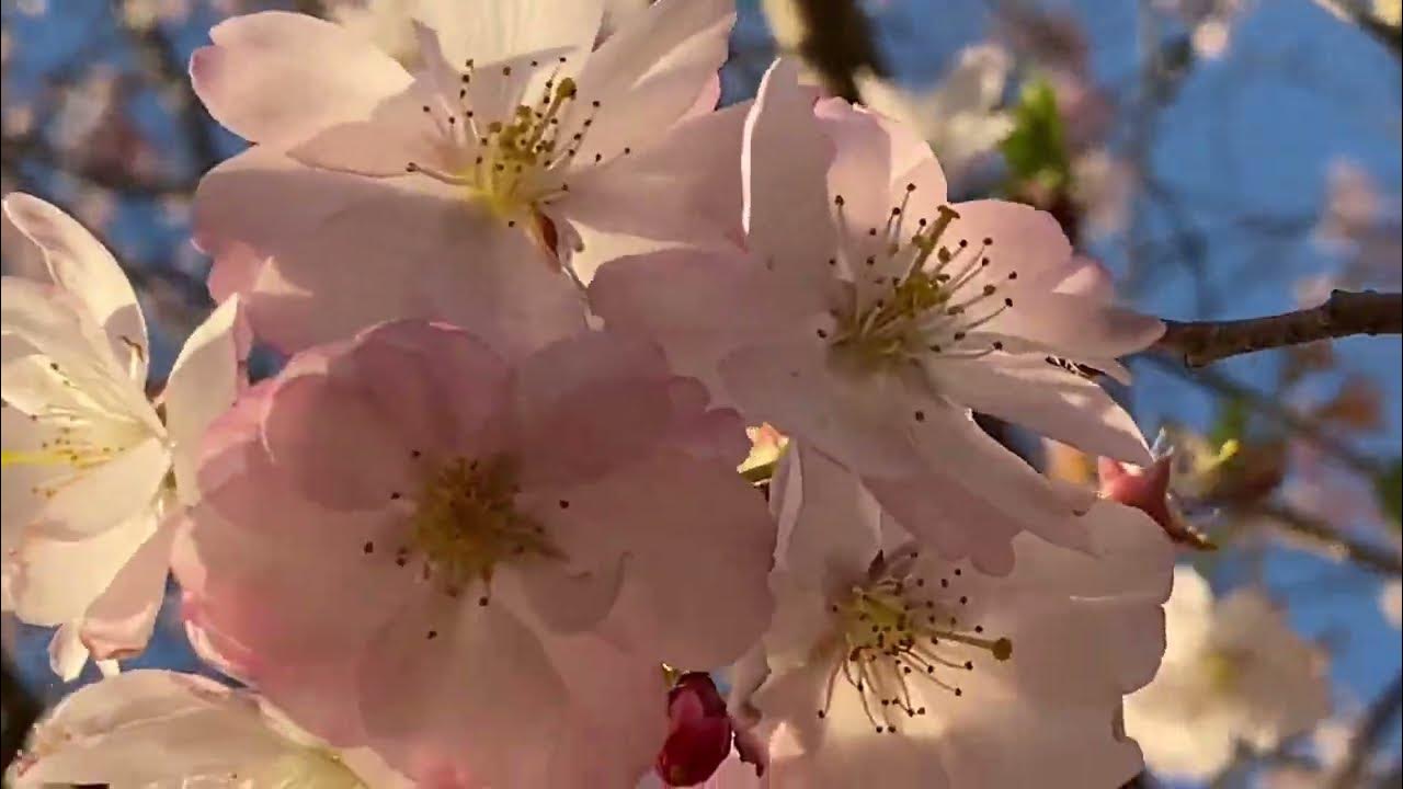 Amazing Cherry Blossom in North Park, Pittsburgh 2023 - YouTube