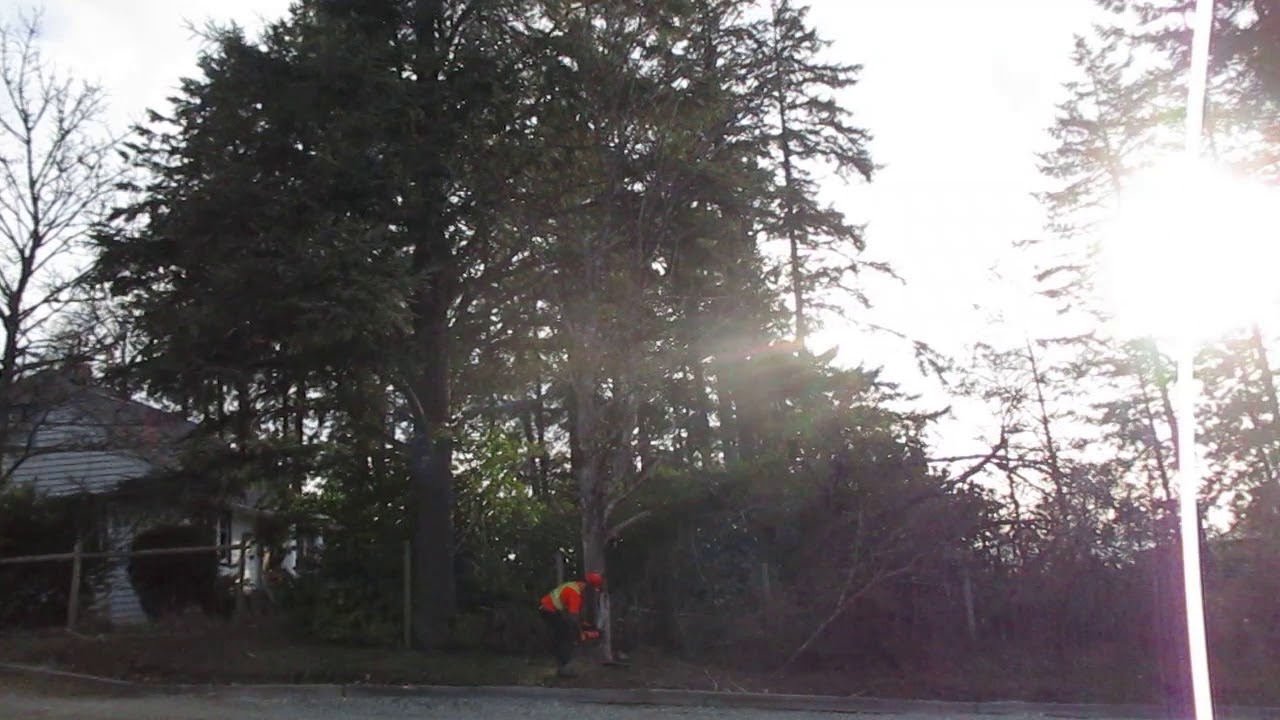 Dead Maple tree disintegrates on impact! Watch to the end - YouTube