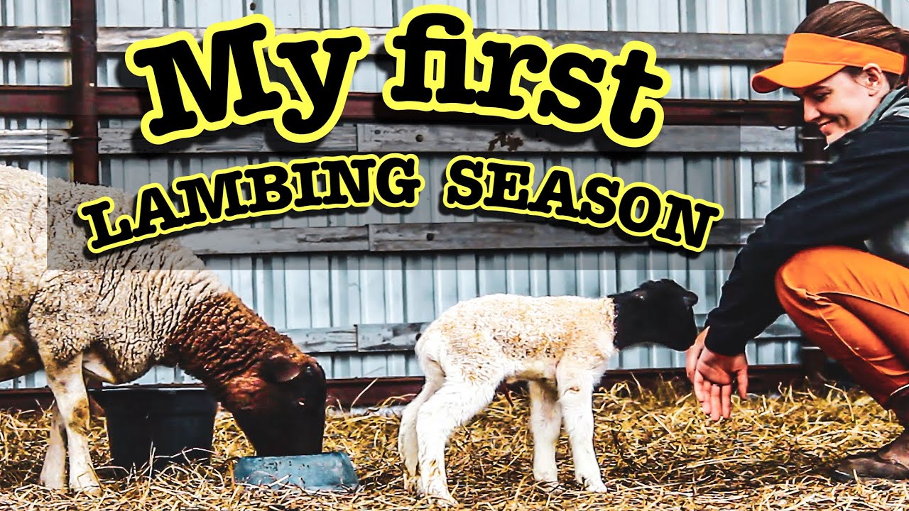MY FIRST LAMBING SEASON (2021) | Raising Dorper Lambs Dorper Sheep ...