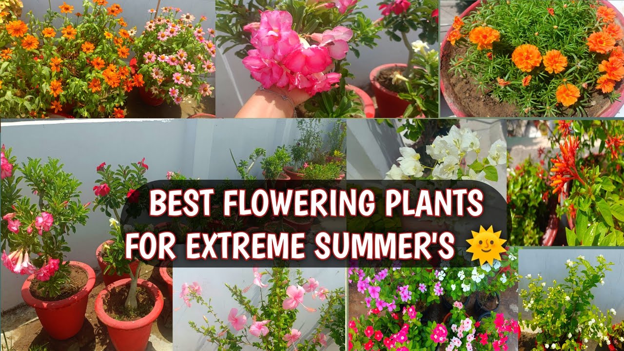 BEST FLOWERING PLANTS FOR EXTREME SUMMER'S | GROW BEAUTIFUL FLOWERING ...