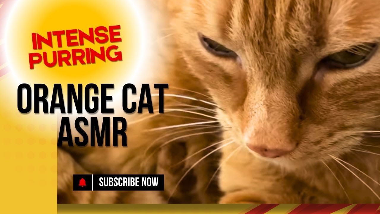 Loudest Purrs | Orange Cat Rocket purring like an engine while making ...