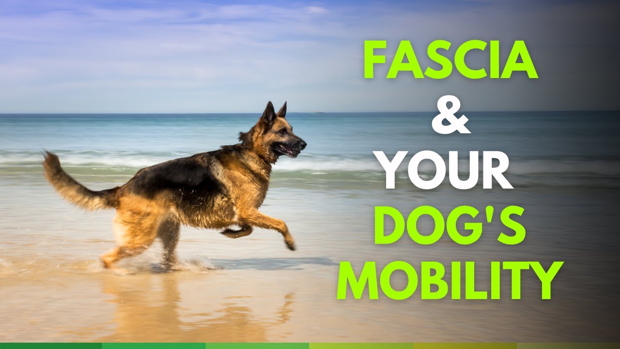 The Fascia Connection: How Joint Inflammation Affects Your Dog's ...