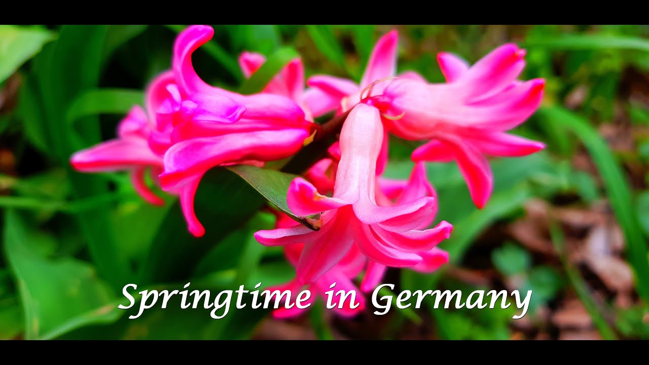 Springtime in Germany | Spring Blossoms - YouTube
