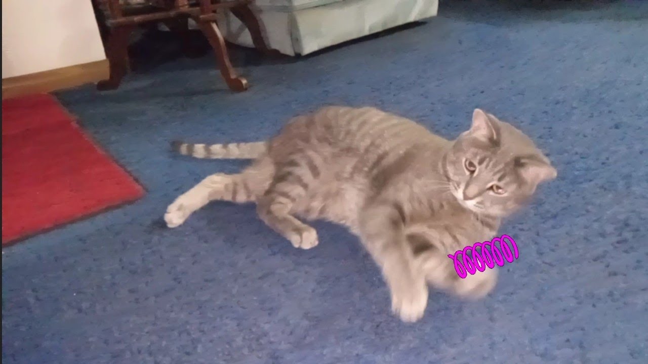 Cat Playing with Plastic Spring - YouTube