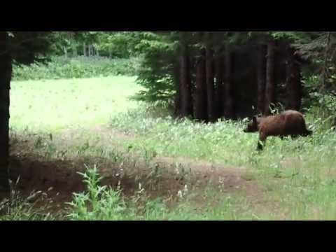 走るヒグマ A running bear - YouTube