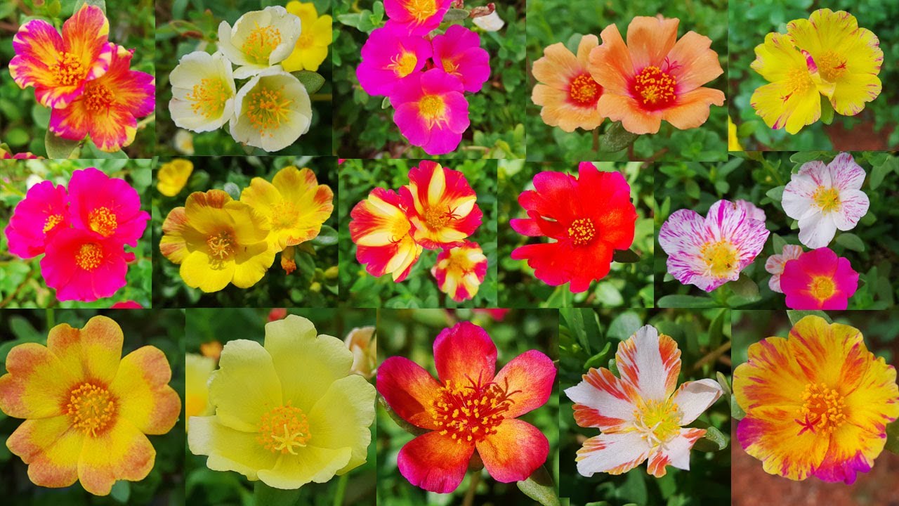 Portulaca Grandiflora - Mexican Rose - Moss Rose - Sun rose..Table rose ...
